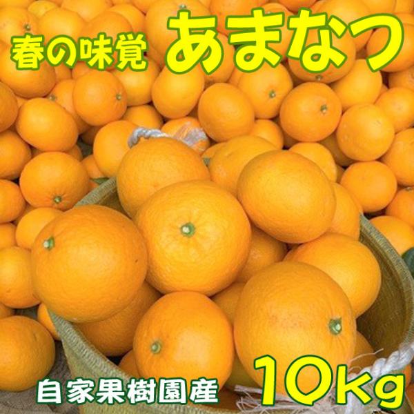 かのう茶店 出張販売で（東名高速道路上り線 足柄サービスエリア売店入り口）２〜６月に販売している「あまなつみかん」です。※ ２〜３月の収穫期は、あまなつと文旦の掛け合わせ品種♪減農薬栽培。マーマーレードづくりにも好適！受注期間：6月中旬まで...