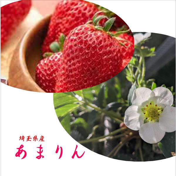 食べた瞬間に際立つ甘味　ほのかな酸味が最高です〇受注後１０営業日以内にお届けいたします　尚天候の影響・苺の品質・入荷状況によりお届けが遅れる場合がございます〇お客様のご都合によるキャンセルはお断りさせていただいております