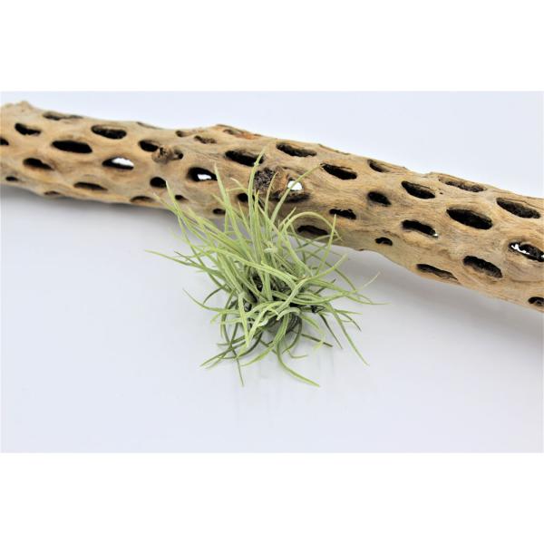 大きさの目安草丈約5ｃｍ幅約6ｃｍ