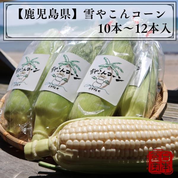 白いとうもろこし「雪やこんコーン」メディアにてご紹介いただき、即完売した雪やこんコーン。収穫期間は6月から10月までとなり、初夏のとうもろこし、真夏のとうもろこし、熟成された秋のとうもろこしと時期の違う雪やこんコーンをお楽しみいただけます。...