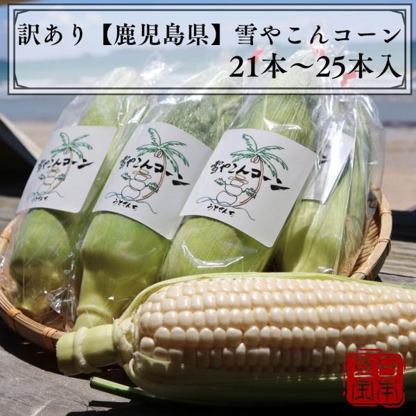 白いとうもろこし「雪やこんコーン」メディアにてご紹介いただき、即完売した雪やこんコーン。収穫期間は6月から10月までとなり、初夏のとうもろこし、真夏のとうもろこし、熟成された秋のとうもろこしと時期の違う雪やこんコーンをお楽しみいただけます。...