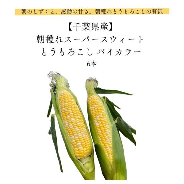 【発売日：2026年06月30日】フルーティーな香りと旨みのバイカラーとうもろこし甘みが非常に強く、果汁がしたたり落ちるほどジューシー。朝に収穫して、数時間以内に梱包・冷蔵発送されており、鮮度に徹底的にこだわった逸品です。生でかじってもよし...