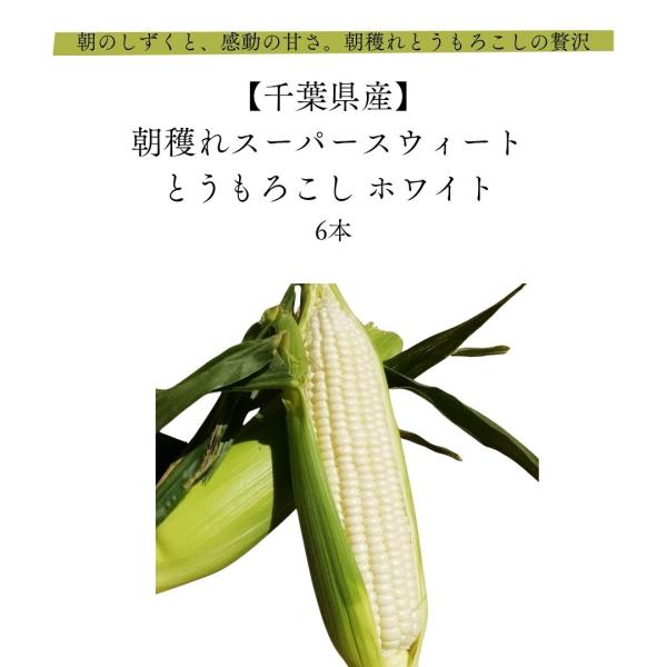 【発売日：2026年06月30日】ショ糖由来による極甘ホワイトとうもろこしもはやフルーツ並みの甘さ。クセがなく、みずみずしさ満点です。朝に収穫して、数時間以内に梱包・冷蔵発送されており、鮮度に徹底的にこだわった逸品です。生でかじってもよし、...