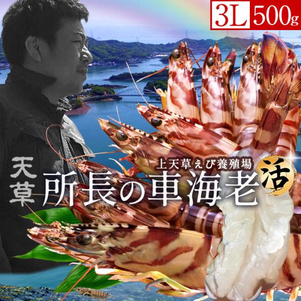 ※海の生簀からとれたての新鮮な車海老を生きたまま箱詰めして出荷しております。車海老養殖発祥の地「熊本県 天草特産品」あまくさブランド天草で育てた自慢の車えび、養殖場から水揚げしたての新鮮さをそのままお届けします。車えびに適した環境で育つ当養...