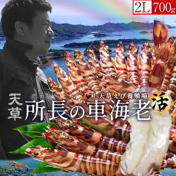 ※海の生簀からとれたての新鮮な車海老を生きたまま箱詰めして出荷しております。車海老養殖発祥の地「熊本県 天草特産品」あまくさブランド天草で育てた自慢の車えび、養殖場から水揚げしたての新鮮さをそのままお届けします。車えびに適した環境で育つ当養...