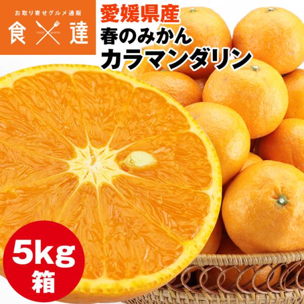 〇濃厚果汁！春のみかん、完熟カラマンダリン温州みかん×キングマンダリンから生まれたカラマンダリン。春のみかんと呼ばれており、温州みかんに良く似た味わいが特徴です。数ある柑橘の中でも、特に樹になっている期間の長い品種で、樹上で熟成させてから収...