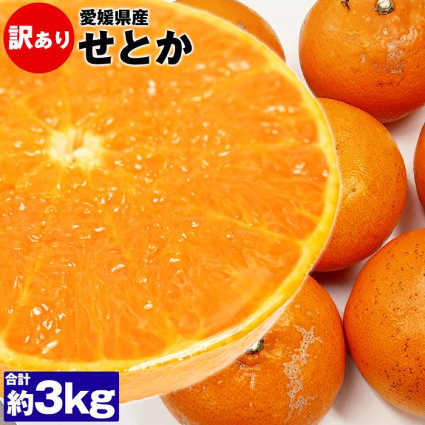 〇柑橘の大トロ、せとかとろ〜りトロけるような食感で、柑橘の大トロとも呼ばれるせとか。みかん×オレンジから生まれたタンゴール種で、外皮は非常に薄く、果肉がぎゅっと詰まっています。ナイフでカットすると、断面にじゅわっと果汁が溢れるほどジューシー...