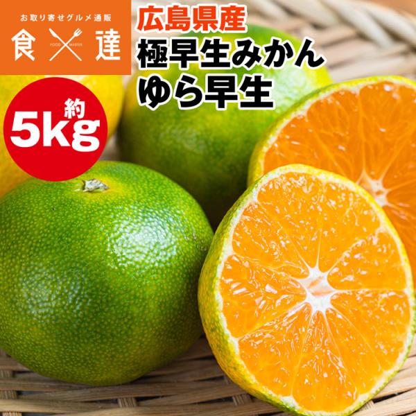 ＜商品説明＞10月頃から収穫の始まる極早生（ごくわせ）みかんは甘みよりも酸味の強い品種が多いのですが、ゆら早生は比較的甘みが強く、高糖度系と呼ばれています。酸味とのバランスも良好。コクもあります。じょうのう（薄皮）は薄く、その中に濃厚な味わ...