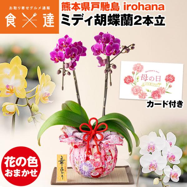 〇気品あふれる和風アレンジメント！ミディ胡蝶蘭洋蘭の最高峰、胡蝶蘭を風呂敷や装飾品で和風にアレンジメントした華あかり。2010年に誕生して以来、多くの方に選ばれているミディ胡蝶蘭界の最高傑作です！大輪のイメージの強い胡蝶蘭ですが、ミディサイ...