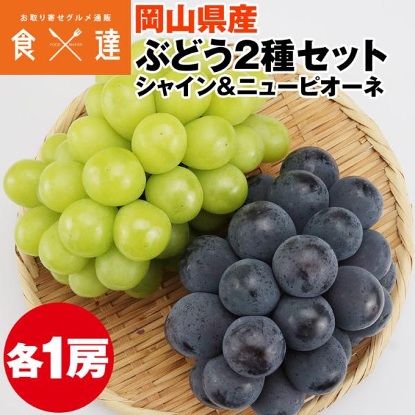 ＜商品説明＞〇フルーティーな味わい、甘酸っぱいニューピオーネ巨峰×マスカットから誕生した黒ぶどう。両親の良いところを引き継いだ、巨峰のような濃厚な甘さと、マスカット特有の芳香が魅力です。程よい酸味も感じられ、フルーティーで甘酸っぱい味わい。...