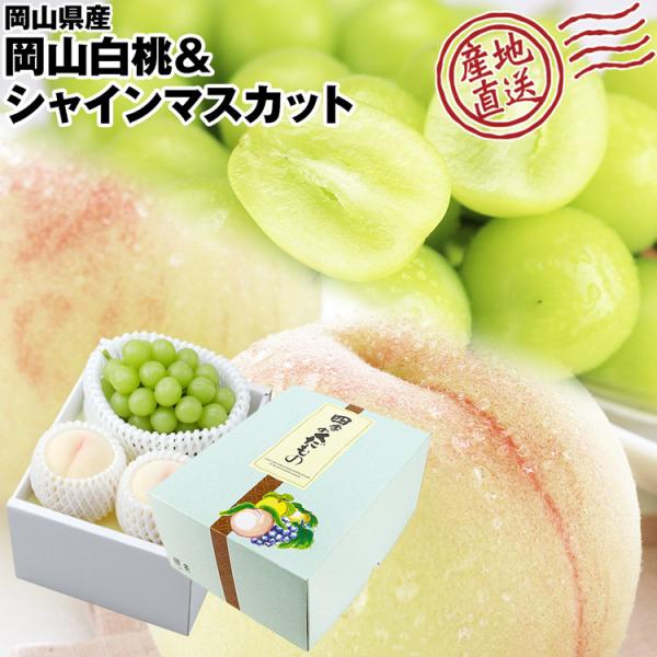＜商品説明＞フルーツ王国・岡山県から産地直送でお届けします！旬のフルーツ2種詰め合わせ。岡山白桃約250g×2玉、シャインマスカット約500g×1房が入ります。化粧箱でお送りしますので、ぜひ夏のギフトにご利用ください。