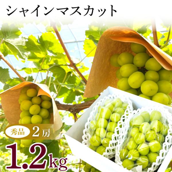 生産者 おとらふ名　称 ぶどう品　種 シャインマスカット産　地 国産規　格 秀品/2房 1.2kg以上賞味期限 生ものですので商品到着後お早めにお召し上がりください。お届け方法 この商品は「冷蔵便」でのお届けとなります9月中旬頃から発送され...