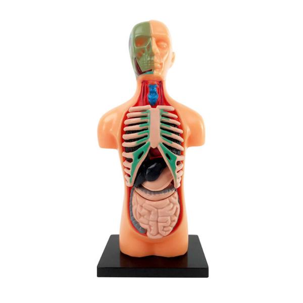 人体模型 11パーツ 内臓 模型 組み立て 解剖学 知育玩具 パズル感覚 人体 勉強 おもちゃ ホビー人体模型 組み立て 11パーツお腹の内部が見え、各パーツ取り外し可能な人体模型です。取り外したり組み立てることで人体の勉強ができるおもちゃ...