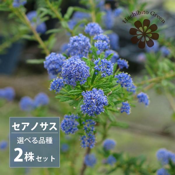 春に可憐な花穂をつけるセアノサス■ 商品仕様商品名 / 品種：セアノサス 各種 2株セット植木鉢のサイズ：4号 / 12cm