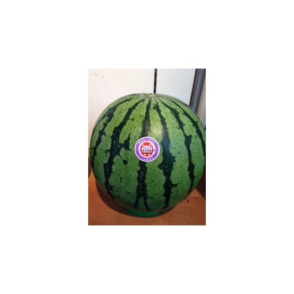 熊本/石川/秋田県産西瓜は、高原独特の澄んだ空気と、昼と夜の温度差の大きさが生み出す熊本/石川/秋田県産西瓜は、果肉色は鮮やかな紅色で、肉質は締り、シャリ感が強く、食味も良く高糖度です。まさに太陽と大地の恵みで育てられた傑作といえます。 一...