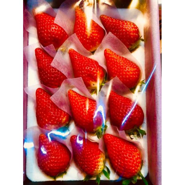 『濃姫』『美濃娘』に比べ、粒が一回り大きく、果汁たっぷりでジューシー。 また果皮は真っ赤で、果形はきれいな円すい形をしています。 2019年から出荷された、待望の新品種いちごです。