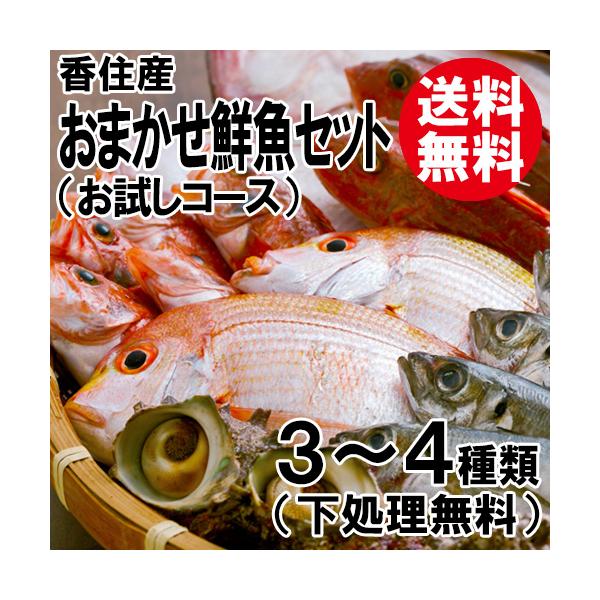 朝水揚げされた新鮮な魚介類をお届けします♪鮮度抜群なのでお刺身でもお楽しみ頂けます。◎お試しコースは大きい魚はあまり入りません。◎サイズ重視の方は「おすすめコース」「大漁コース」をご注文ください。◎土曜日は競りがありませんので、日曜日着ご希...