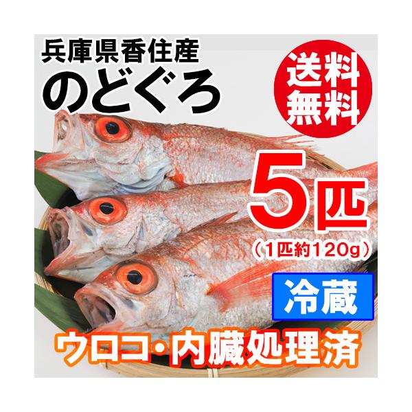 品名：香住産・のどぐろ5匹[冷蔵][ウロコ・内臓処理済]価格：4,700円(税込)内容：のどぐろ(約120g×5匹)[ウロコ・内装処理済]保存方法：要冷蔵(10℃以下)賞味期限：冷蔵で３日配送方法：ヤマト運輸または佐川急便(冷蔵便)送料：こ...