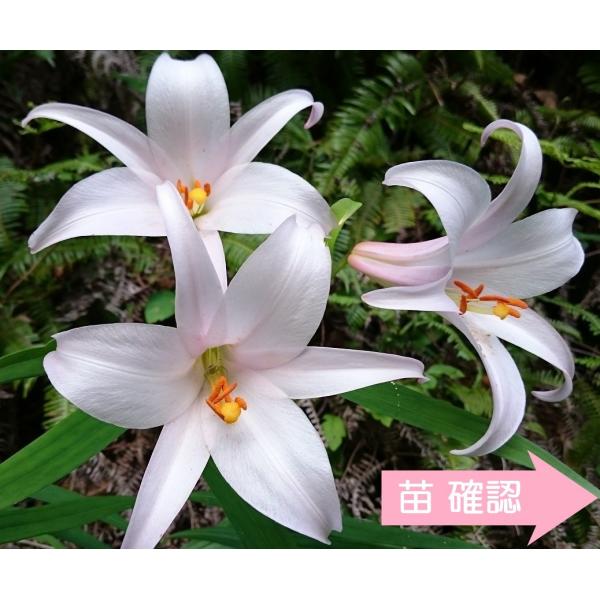 〈ご注意〉　開花が期待できるのは、3〜4年後　です。生育に適した環境で大切に育てていただくと、薄ピンクの可憐で、すばらしい香りを放つ大きな花が咲くと思います。（6〜7年生で開花）○苗は、2〜3年生の苗（定着済み）、9ｃｍポット苗です。（春は...