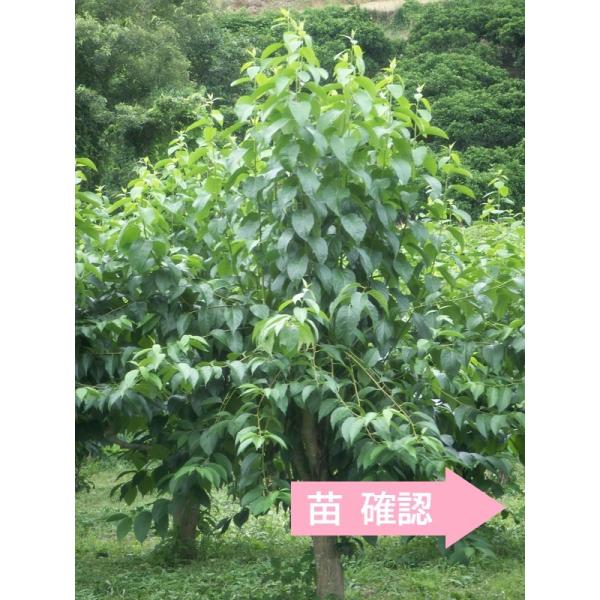 ○苗は、6号（18ｃｍ）ポット、高さ80〜100ｃｍ（ポット高さ含む）の苗です。（春は、新芽が出たもの。冬は、葉がありません。）　トチュウは、中国原産の落葉高木で、葉などに含まるグッタペルカというゴムのような物質は、優れた耐蝕性・電気絶縁性...