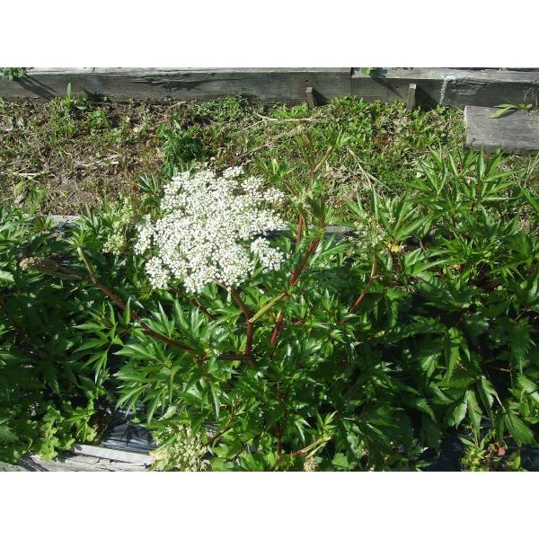 ○苗は、3号（9ｃｍ）ポット、高さ20〜40ｃｍ（ポット高さ含む）程度の苗です。（冬場は、枯れますので、地上部ありません。春は、新芽が出た状態のものです。）　大和トウキは、昔から薬草を代表する植物として葉、根ともに、生薬に使われてきました。...