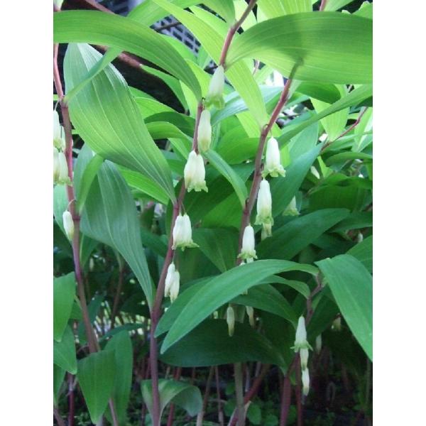 　○苗は、3号（9ｃｍ）のポット苗です。（春は、新芽が出た状態のもの、冬場は、枯れますので、地上部ありません。）　アマドコロは、古くから山菜として食べられてきた植物です。春先の新芽と、地中の根茎は、ウルイにも似た食感と豆類やアスパラにも似た...