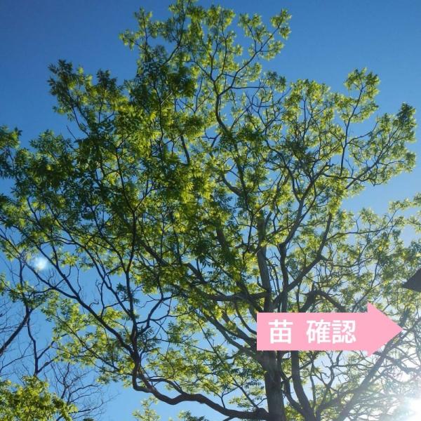 ○苗は、15〜30ｃｍ（ポット高さ含む）の苗です。（春は、新芽が出たもの。冬は、葉がありません。）　キハダは、ミカン科の落葉高木（約20〜25ｍ）で、樹皮の内側が黄色いことから「キハダ」と名付けられました。　その樹皮には「ベルベリン」という...