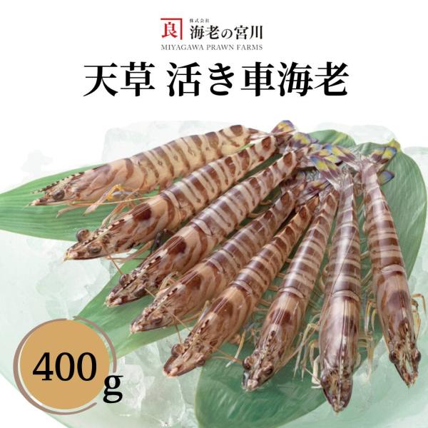 【発売日：2026年11月04日】●商品情報 活き車海老(九州産：熊本または沖縄)●内容 400g(本数は時期により変動します)●賞味期限 生ものですので、お早めにお召し上がりください。●保存方法 冷暗所や冷蔵庫の野菜室など10℃前後の涼し...