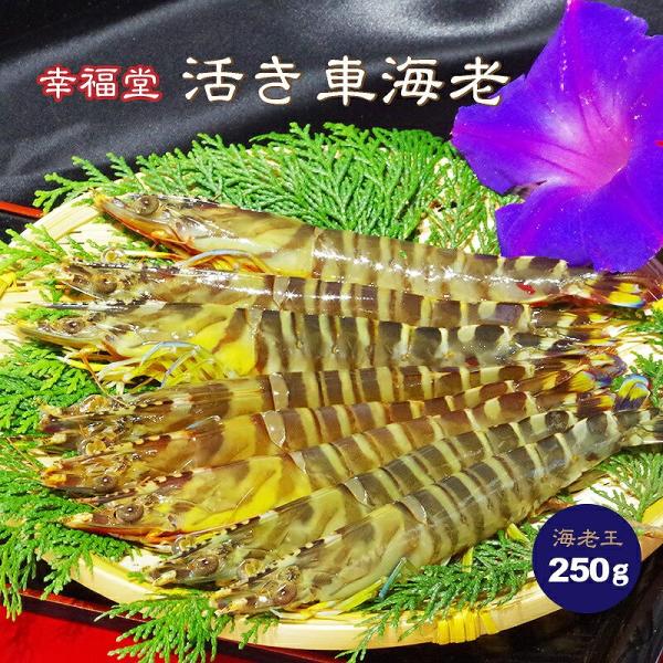 【発売日：2026年11月04日】●商品情報 熊本県天草産活き車海老●内容 250g※尾数は大きさにより8匹前後で変動する場合がありますが、合計250g入りでお届けします。●賞味期限 生ものですのでお早めにお召し上がりください。●保存方法 ...