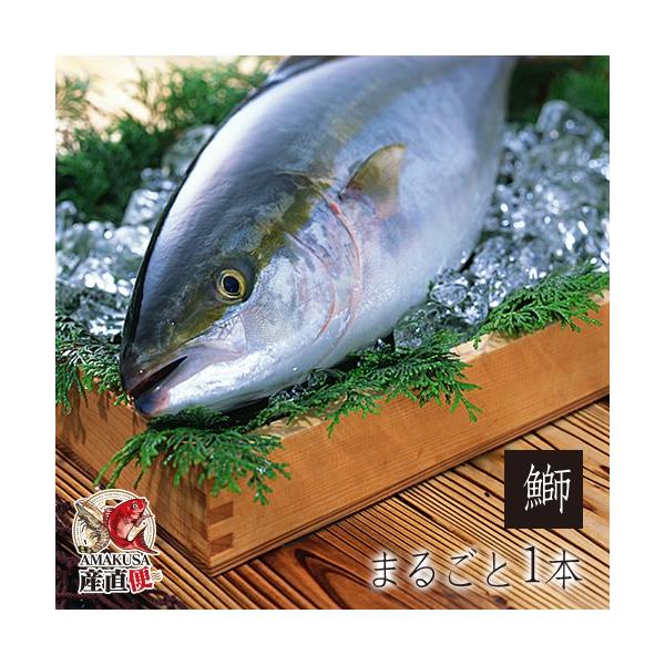 ●商品情報 鰤●内容量 ぶり1本（4kg以上）※氷〆のみ●原材料 養殖鰤（熊本県天草産）●消費期限 出荷日より5日間●保存方法 要冷蔵（５℃以下）●配送方法 ヤマト運輸クール冷蔵便にてお届けします。●送料 本商品は送料無料です。●同梱につい...