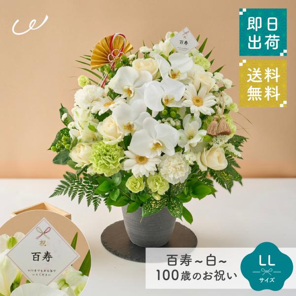 ■商品名祝！百寿「白」100歳LL〜オーキッド〜■カラー白寿「白」99歳■サイズ高さ約45cm×幅約40cm■商品説明100歳のお祝いである「百寿（ひゃくじゅ・ももじゅ）」「百寿」の名前の由来は文字通り、「百歳を迎えたおめでたい年」という意...