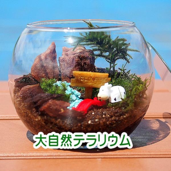 大自然コウヤノマンネングサ 手作りキット＊サイズ 縦7.8cm×横10×奥行10苔をはじめ、ガラス容器や材料・作り方のしおりの必要な材料が一式揃っているので初めての方もとても簡単に安心してお作りいただけます※苔を植えるピンセットが必要です。...