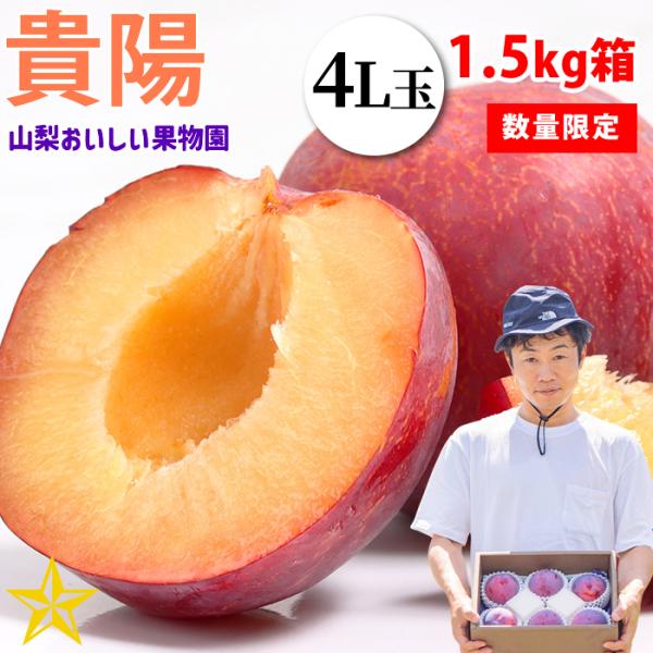 【発売日：2026年07月21日】山梨生まれの珍しい品種で、栽培の難しさから生産者も少なく、「幻の高級すもも」として取り扱われています。一般的にイメージする「すもも」よりずっと大きく、桃ほどの大きさに育つものもあります。酸味が少なく、甘みと...