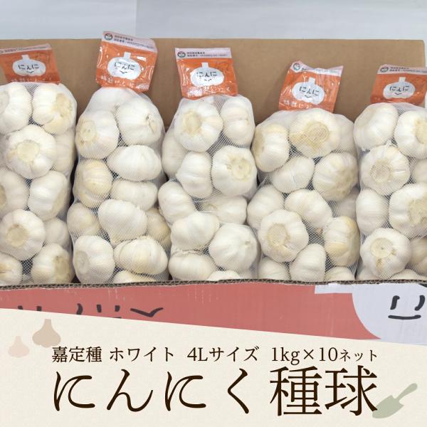 【ご注意】※種としてもご利用できますが、新物収穫後（5月〜6月）から8月中旬頃までは休眠期間のため休眠打破の処理をしないと発芽しません。※安全な低温管理による芽止めをしていますが、 配送中の温度差による、結露・カビ・発芽などが発生する場合が...