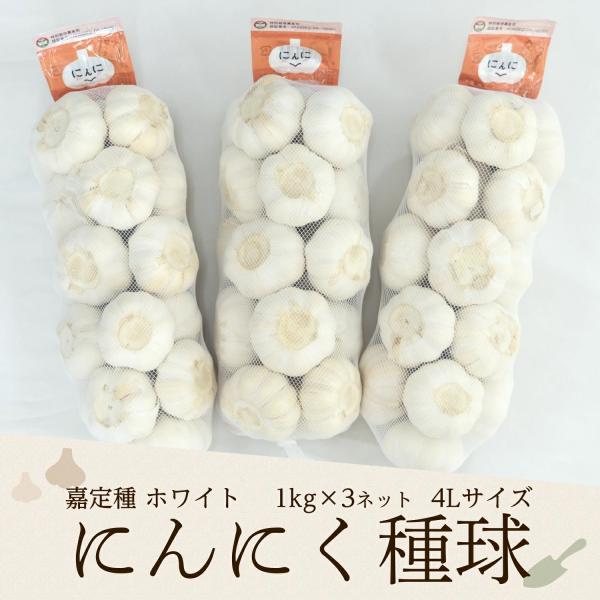 【ご注意】※種としてもご利用できますが、新物収穫後（5月〜6月）から8月中旬頃までは休眠期間のため休眠打破の処理をしないと発芽しません。※安全な低温管理による芽止めをしていますが、 配送中の温度差による、結露・カビ・発芽などが発生する場合が...