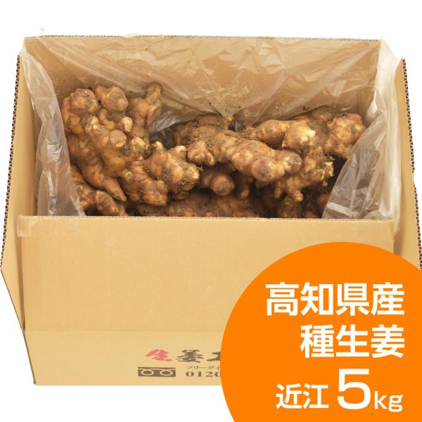 日本最大の大生姜産地高知県で栽培された近江生姜です。果肉が白色で根茎は肥大性抜群。最も収量の上がる品種です。繊維質が少なく、爽やかな風味と奥深い辛みが特徴であらゆる料理に相性が良い。貯蔵性に優れ、棚持ちがよい。初心者にはおすすめの品種。【種...