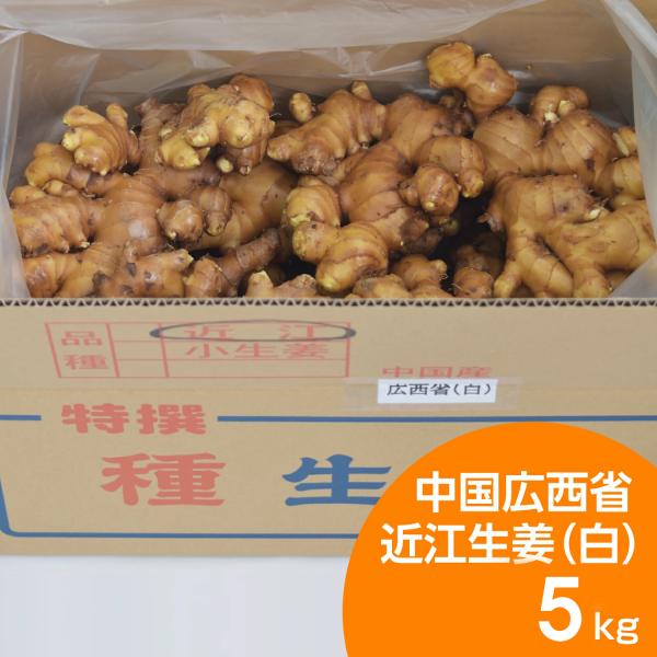 【発売日：2019年02月10日】【種生姜】中国産 近江生姜（黄）10kg 種子 種用 たねしょうが 種しょうが 種生姜 たね生姜 生姜種 生姜の種 生姜 しょうが ショウガ 栽培 種芋 大生姜 根生姜生姜栽培の季節到来。繊維質が多く、辛み...