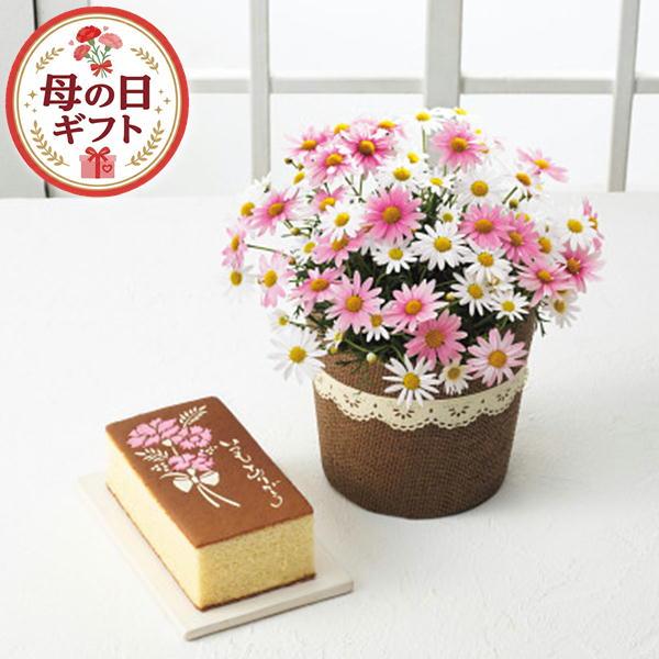 【発売日：2024年05月06日】花色が変化する可憐なマーガレット「さくらべーる」と、感謝のメッセージ入り長崎堂の母の日カステーラをセットにしました。清楚で愛らしい鉢花と、しっとり上品な甘さのカステーラは、お母さんに“ありがとう”を伝える贈...