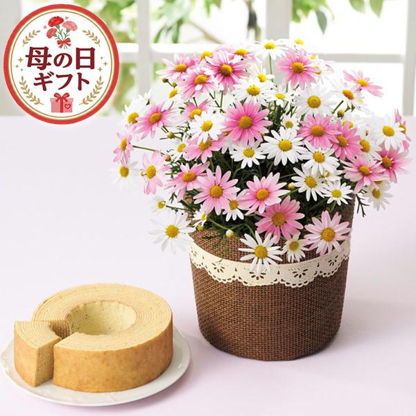 【発売日：2024年05月06日】アンリ・シャルパンティエのしっとりバウムクーヘンと、花色が変わるマーガレット鉢植え「さくらべーる」をセットにした母の日限定ギフトです。可憐な色合いが楽しめるマーガレットは、バスケット入りでそのまま飾れる手軽...