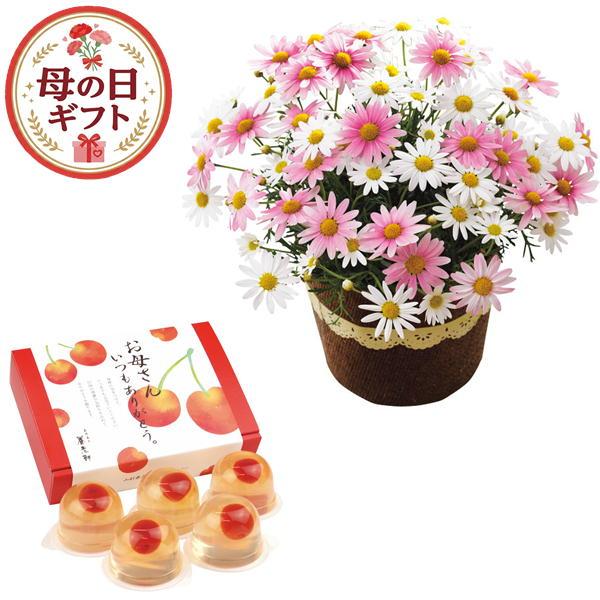【発売日：2024年05月06日】山形県産さくらんぼのゼリーと、花色が変わるマーガレット鉢植え「さくらべーる」を組み合わせた母の日限定ギフトです。可憐な色合いが移り変わるマーガレットは、バスケット入りでそのまま飾れる手軽さが魅力。ゼリーは京...
