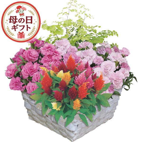 【発売日：2024年05月06日】マザーズバスケットは、ミニカーネーション・ケイトウ・アジアンタムを組み合わせた華やかなフラワーギフトです。花と観葉植物を同時に楽しめるため、長く飾れる母の日プレゼントを探している方に人気。●商品名母の日 マ...