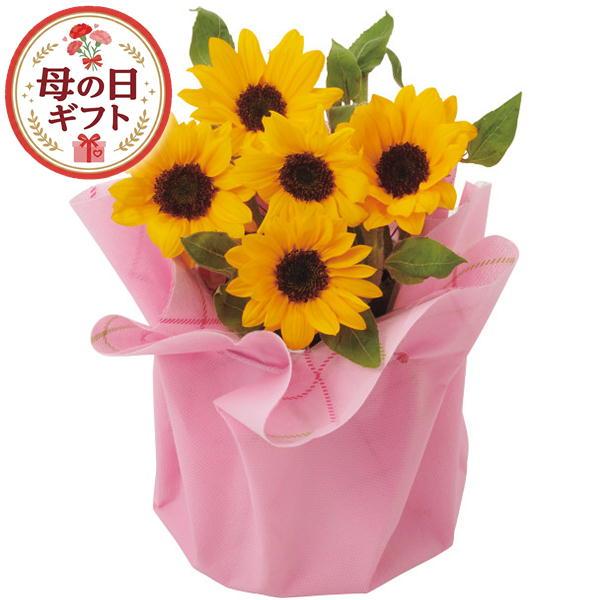 【発売日：2024年05月06日】ひまわり鉢植え「サンリッチオレンジ」は、明るい花色と育てやすさが魅力の母の日ギフトです。丈夫で初心者にも扱いやすく、飾るだけで元気を届ける人気のひまわり鉢植え。母の日プレゼントとして、明るい印象の花を贈りた...