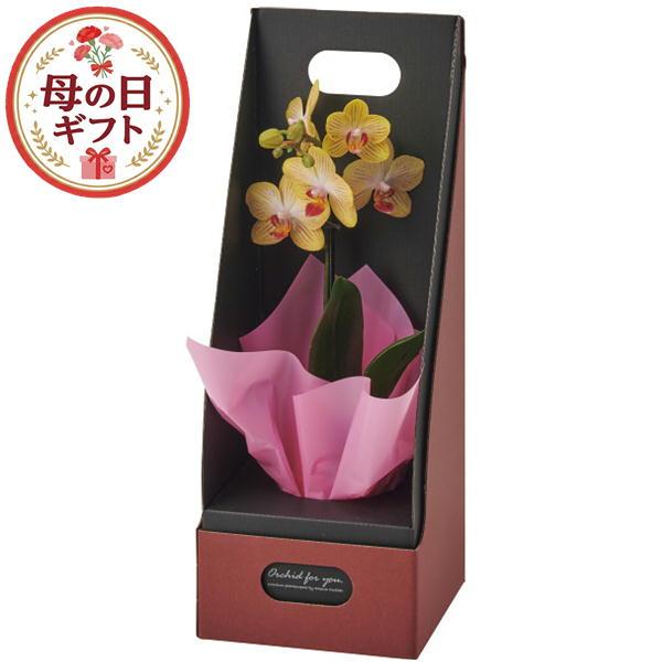 【発売日：2024年05月06日】手のひらサイズの可憐な胡蝶蘭を、母の日だけの特別ギフトボックスに入れてお届けします。小さくても存在感があり、上品で華やかな佇まいは“ありがとう”の気持ちを伝えるのにぴったり。お部屋のどこにでも飾りやすく、長...