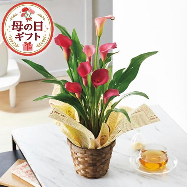 【発売日：2024年05月06日】母の日限定カラー「チェリーソルベ」。上品に伸びる花姿と深いピンクの高級感が魅力です。花言葉は「愛情」。開花後は切り花としても楽しめる、長く飾れる母の日ギフトです。●商品名カラー鉢植え チェリーソルベ 4号鉢...