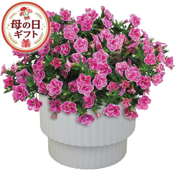 【発売日：2024年05月06日】ビビッドなピンクがキュートな、八重咲きのスーパーベル ダブルピンクです。こんもりまとまる花姿が可愛らしく、ひと鉢で華やかさがぐっと増す人気の品種。暑さに強く、真夏も咲き続けて秋まで長く楽しめるのが魅力です。...