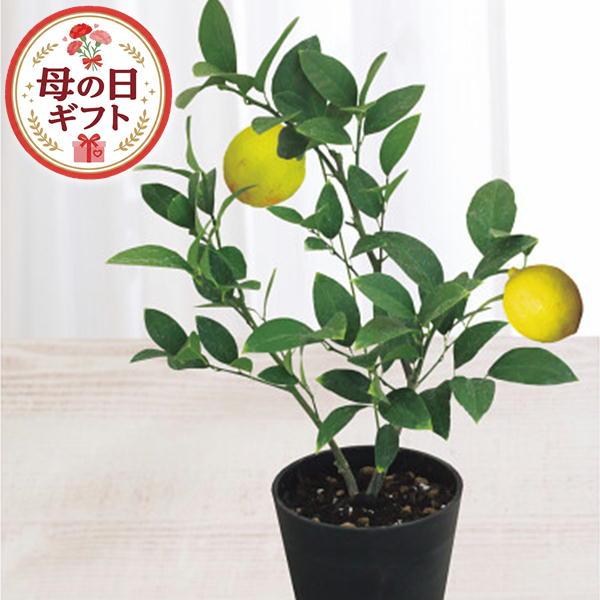 【発売日：2024年05月06日】おうちで「花が咲く → 実がなる → 収穫する」まで楽しめる、人気のレモン鉢植えを母の日限定でお届けします。爽やかな香りの花が咲き、時間をかけて実が色づいていく様子は、眺めているだけで癒やしのひととき。収穫...