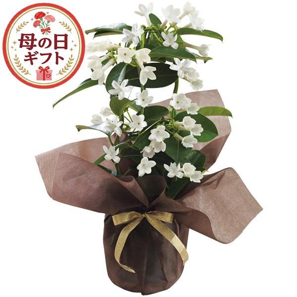 【発売日：2024年05月11日】甘い香りと清楚な白い花姿が人気のマダガスカルジャスミン。純白の花とつややかな葉のコントラストが美しく、上品で特別感のある母の日ギフトです。つぼみが次々と開き、ふわっと広がる香りがお部屋をやさしく包み込みます...