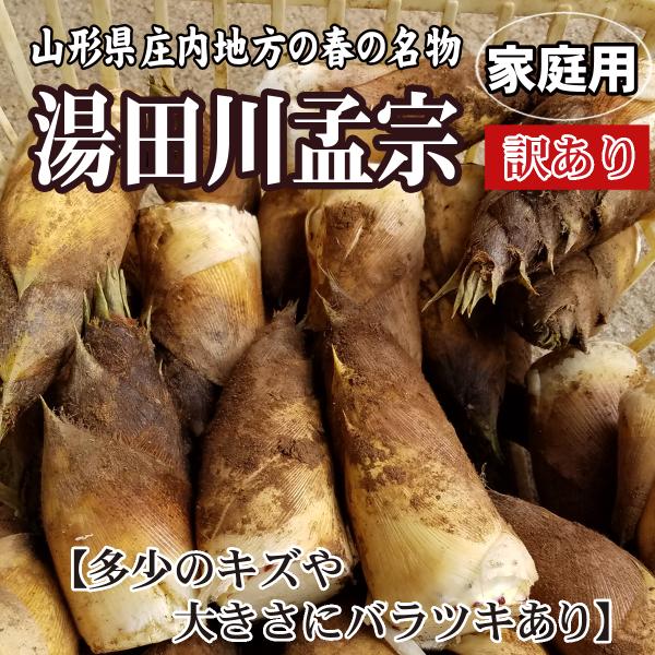 　山形県庄内地方の春を代表する味覚「湯田川孟宗」。例年５月上旬から収穫が始まりますが、今年は４月の下旬からとなりそうです。朝採れ孟宗ですので、その日のうちに発送します。ご注文いただいた順番に配送します。その日により収穫量もまちまちなので配達...