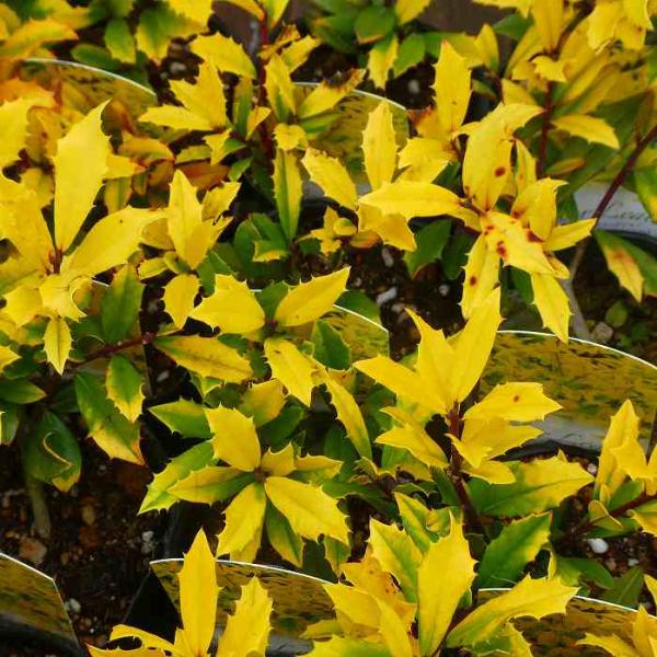 姫ヒイラギ『サニーフォスター』の苗です。鮮やかな黄金色の葉色が楽しめます。寒さに強い常緑樹で、成長が穏やかなので小さい鉢植えでも楽しめます。クリスマスの彩りにもお勧めです。 ポットの直径は7.5cm（2.5号）です。 2