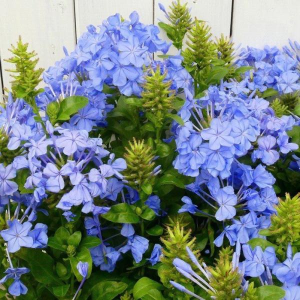 涼しげな色合いの花を秋まで咲かせる、ルリマツリ(プランバーゴ)の苗です。暑さに強く成育が旺盛で、秋まで長く咲きます。基本的には寒さには弱く、一年草扱いですが大株が屋外で冬越し出来ているのを見かける事があります。日当たりの良い場所で育ててくだ...